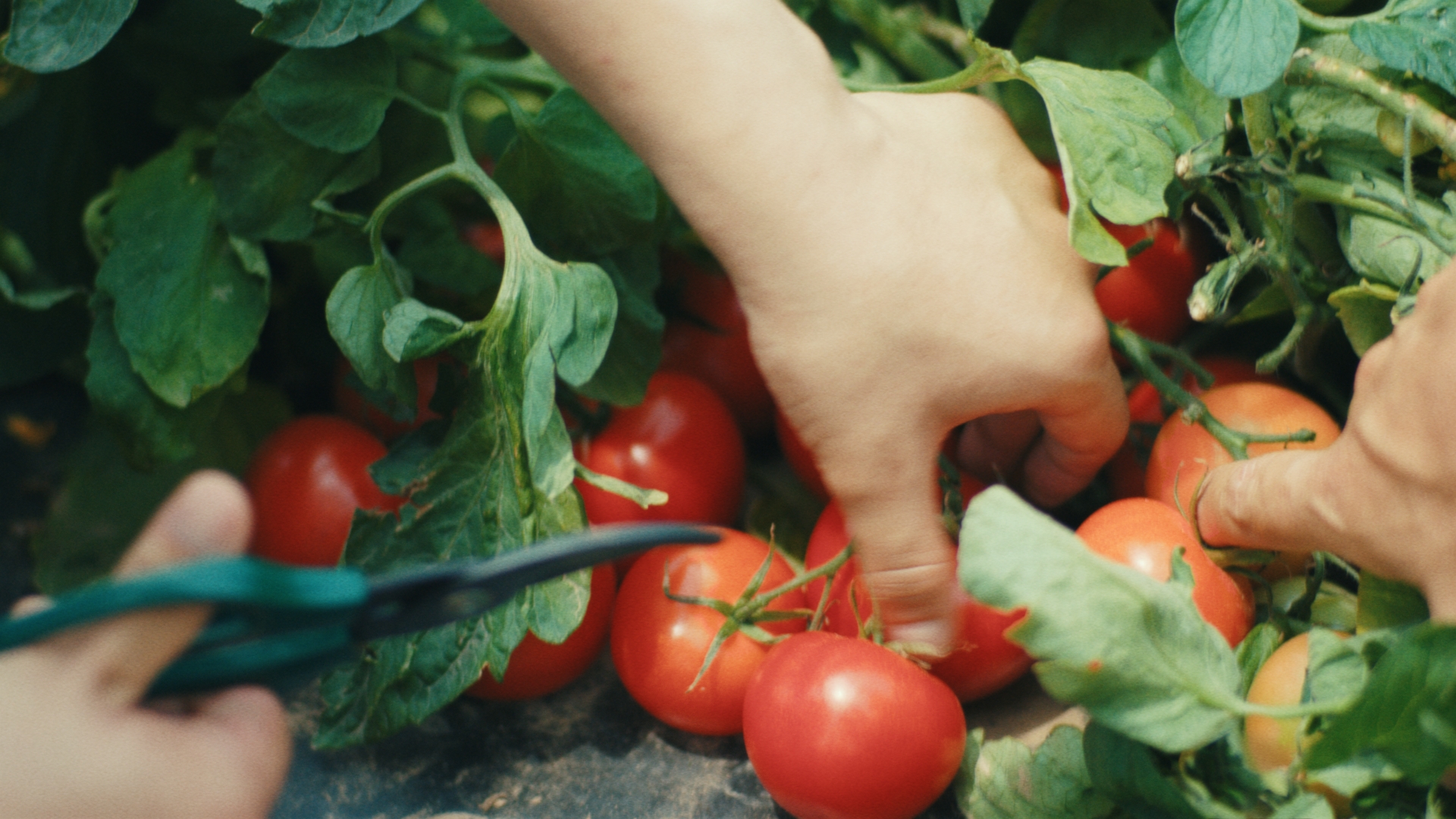 野菜や農業と真摯に向き合う「カゴメ」の想いを届ける、コーポレートブランドTVCM | PR EDGE