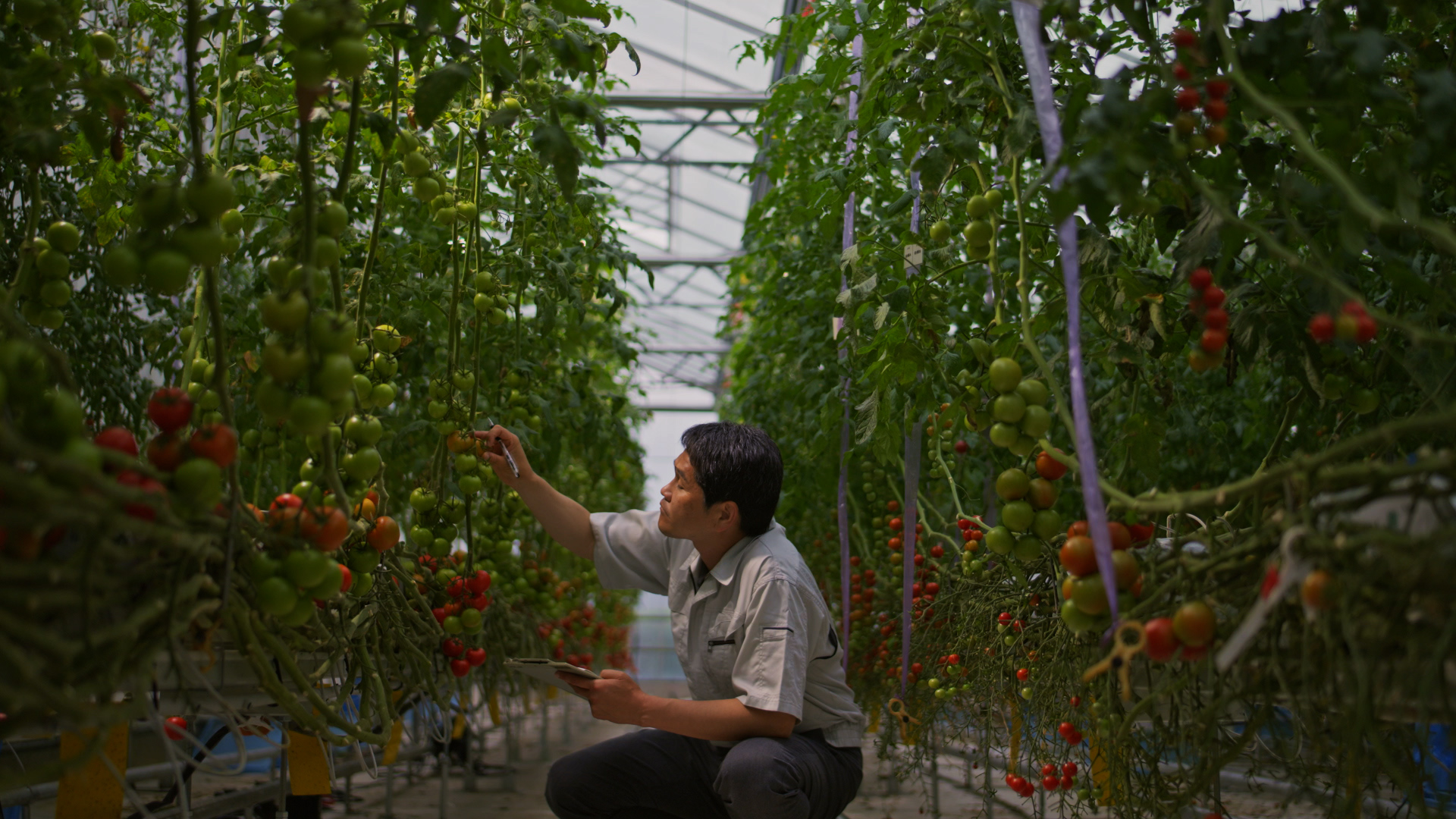 野菜や農業と真摯に向き合う「カゴメ」の想いを届ける、コーポレートブランドTVCM | PR EDGE